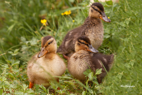 Ducklings by Max Photographer | 500px