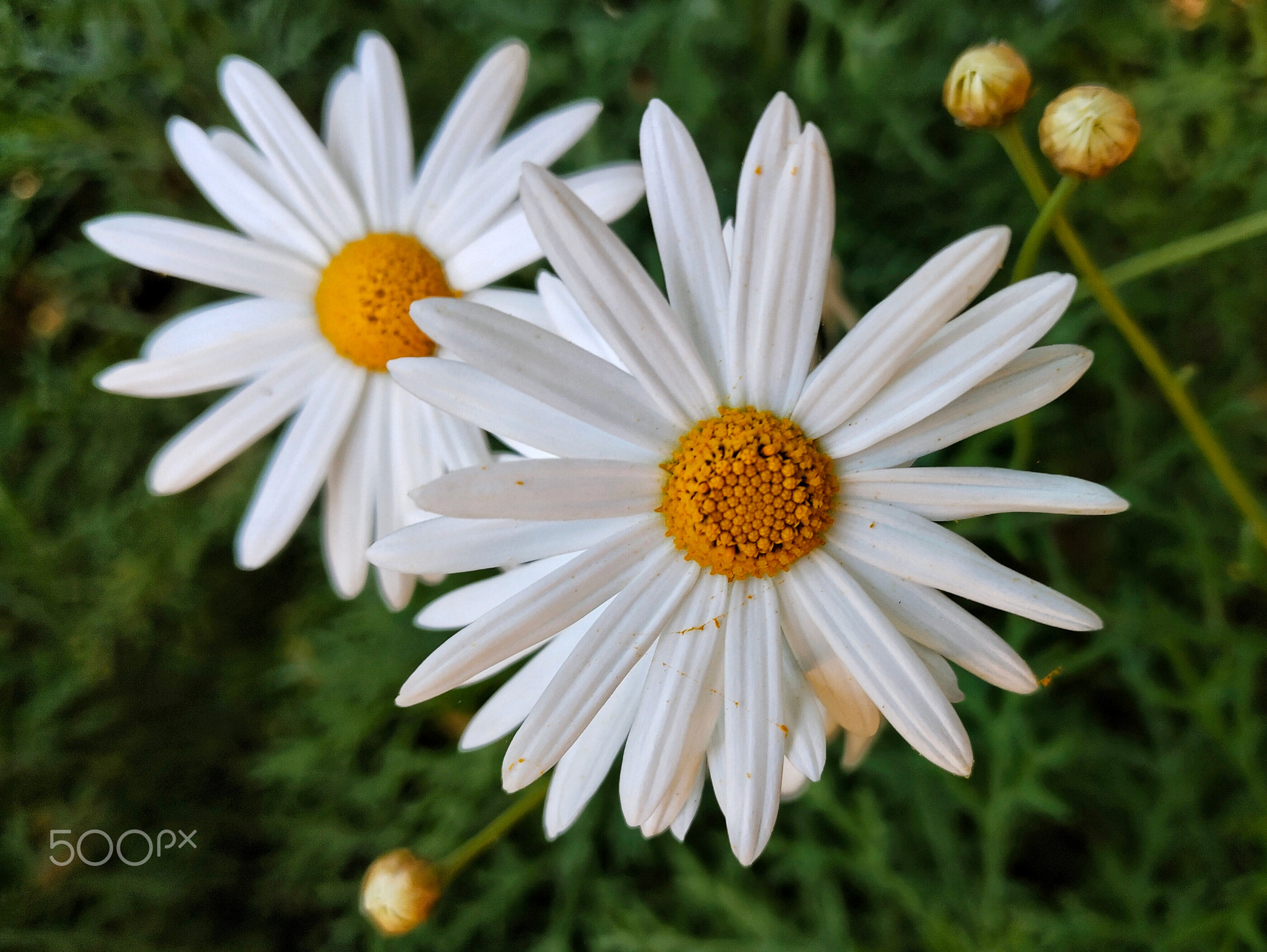Close Up of Two White Daisy Flowers in Green Grass | nature photo by ...