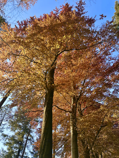 Red beech tree by philippe ullens | 500px