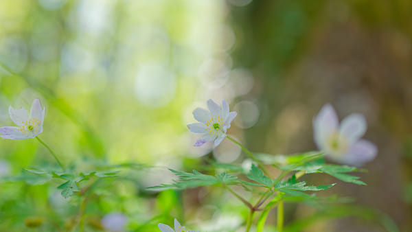 Delicate White Anemone Flowers in Soft Focus Forest | nature photo by ...