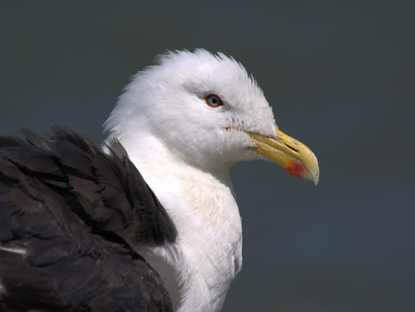 Black Backed Gull by Tom Musson | 500px