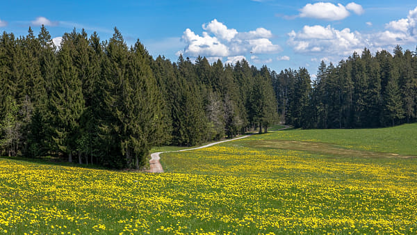 Gelber Teppich vor Wald by Erich Bucher | 500px