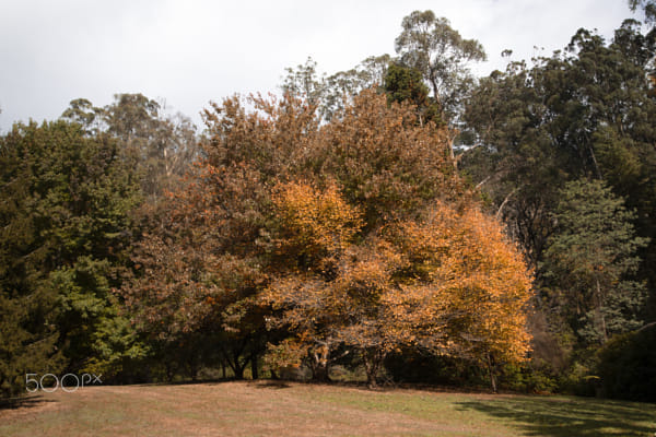 Oak Tree at Autumn forest gardens by Matt Leane | 500px