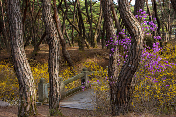 Samneung Pine Tree and Azalea by BoHyuk LIM | 500px
