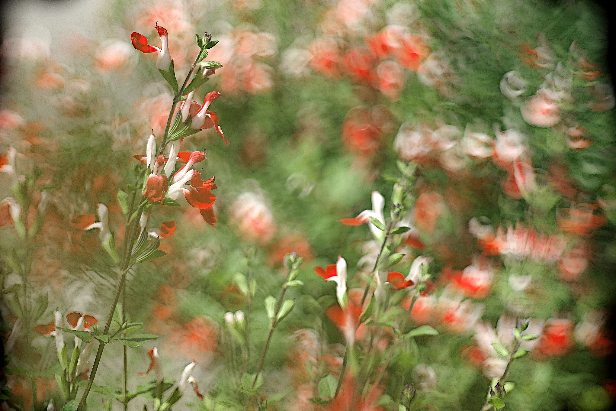 Cherry sage "hot lips" by Aki | 500px