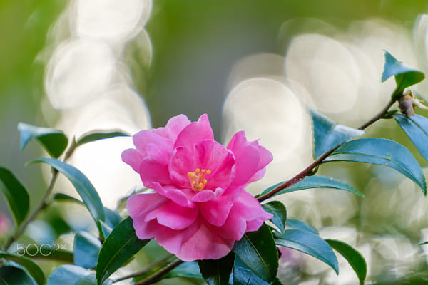 Elegant Pink Camellia Bloom by Kazutaka | 500px