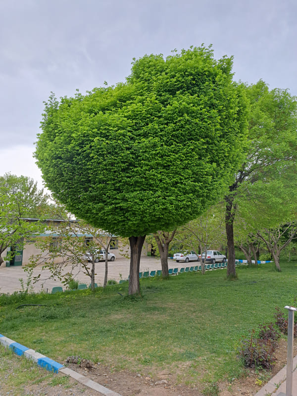 Trees growing on field against sky by Mehdi Hassani | 500px
