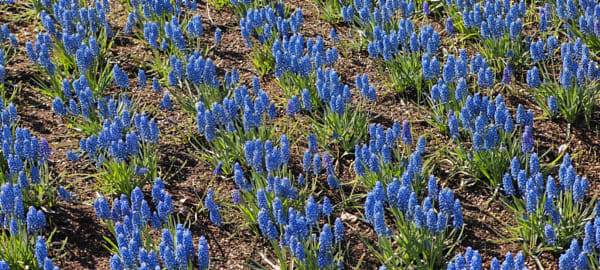 Muscari by ⭐Natasha⭐ | 500px