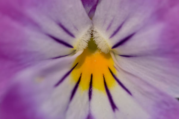 This Strange Effect by ivan colman | 500px