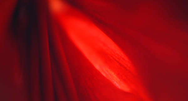 TULPEN-BLATT by Hans-Joachim Scharpf | 500px