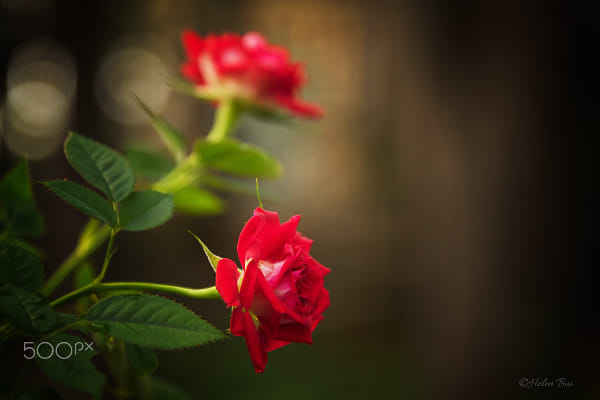 Vibrant Red Roses in Soft Focus Garden | nature photo by Helen Bui | 500px