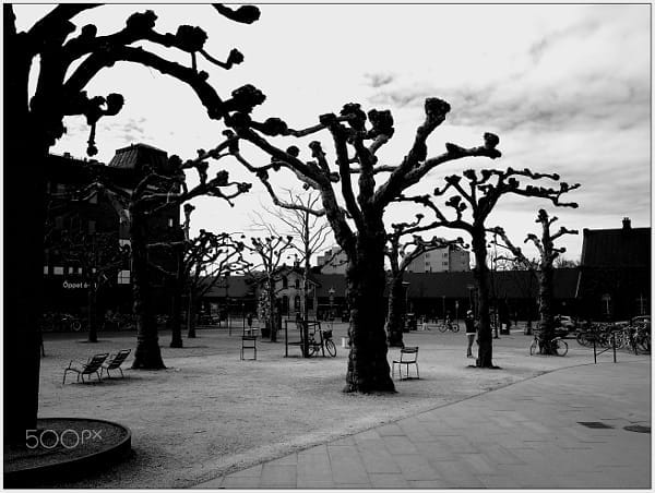 Trees B&W by Leif Nordberg | 500px