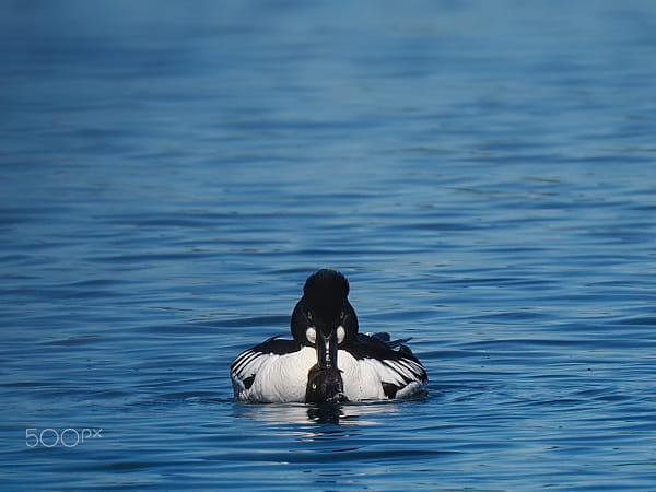 Shell Ducks Love by Frank Paul | 500px