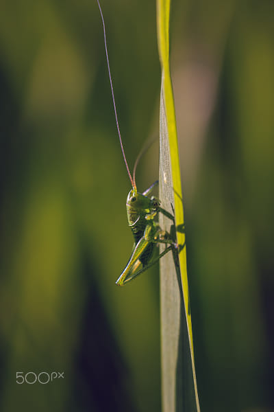 Close-up of Mini grasshopper on blade of grass by PJFry | 500px