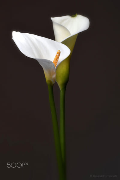 Flowers-Zantedeschia (0025) CPXF_25.05.03 by Giancarlo Tofanelli | 500px