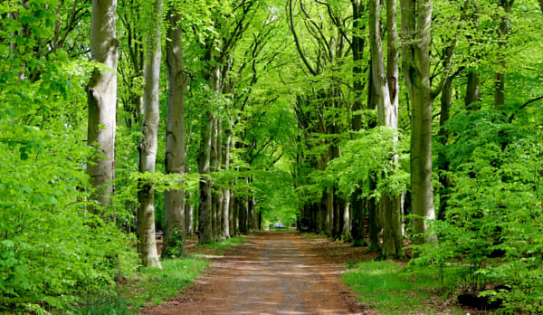 Fresh green leaves in springtime by Oomke Wiltjer | 500px