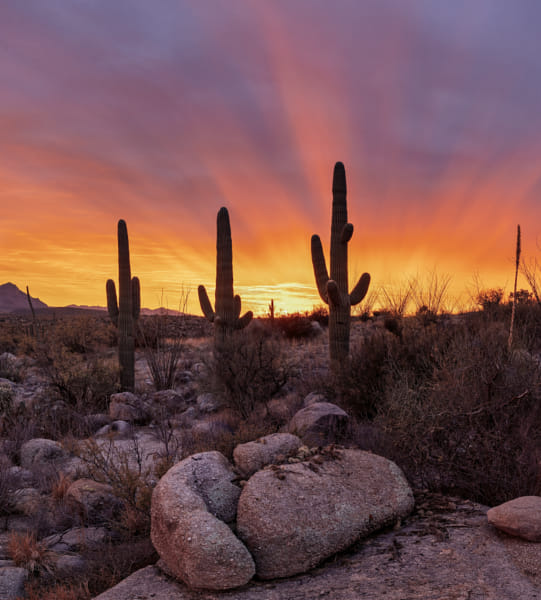 ~tree of a kind~ by Danilo Faria | 500px