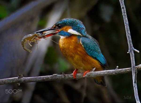 Kingfisher Bird Perched with Captured Crayfish Prey | nature photo by ...