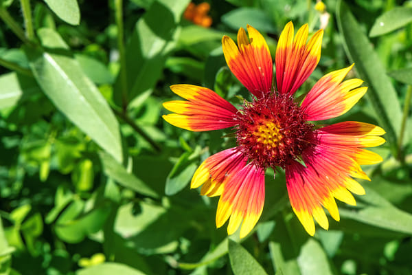 Indian Blanket Daisy by Robert Kramer | 500px