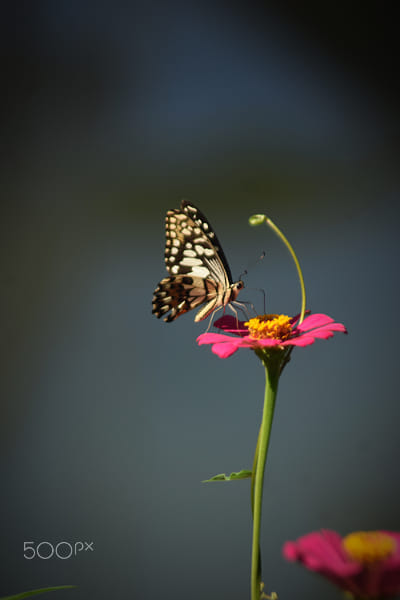 Pollination while Having fun in the shower by Anas Badrunasar | 500px