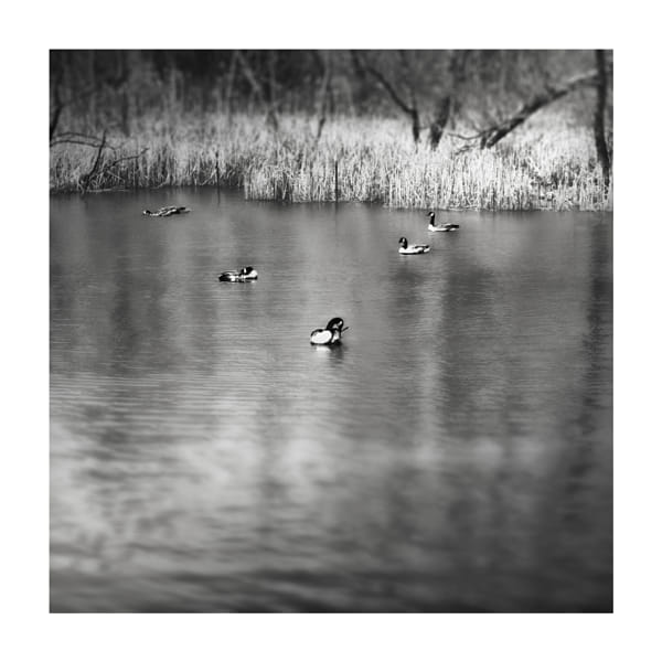 The Formidable Geese Triangle by A. Eugene Andreu | 500px