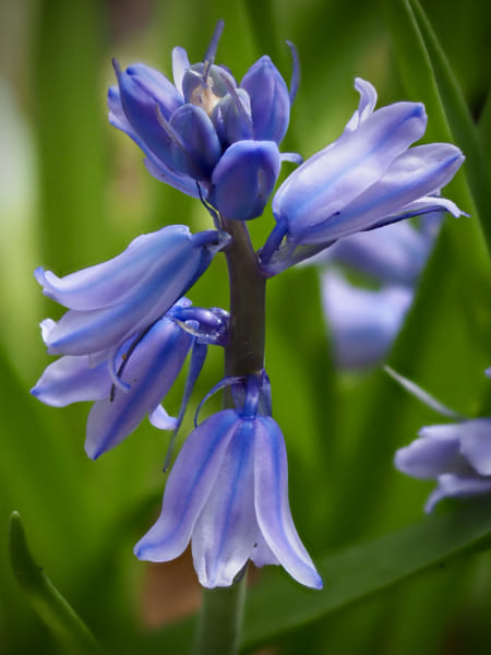Springtime blues … by Bill Cowles | 500px