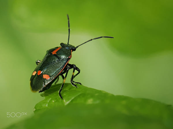 Cabbage bug by Frank Paul | 500px