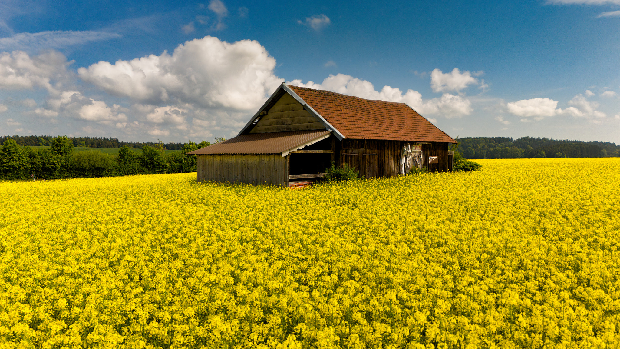Old Barn in a Yellow Flower Field | landscape photo by Hubert Bichler ...