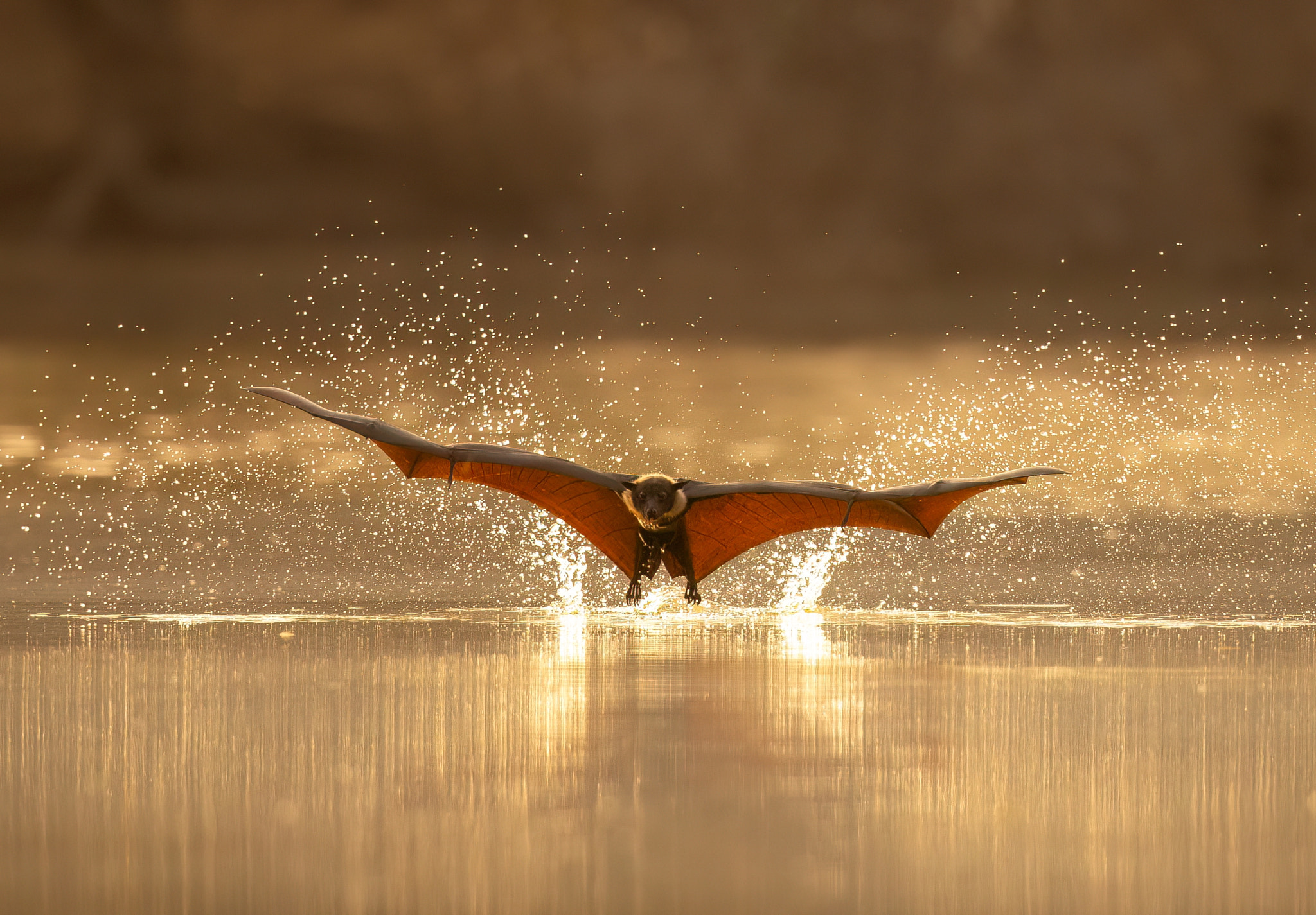 Indian Flying Fox by Yash Darji | 500px