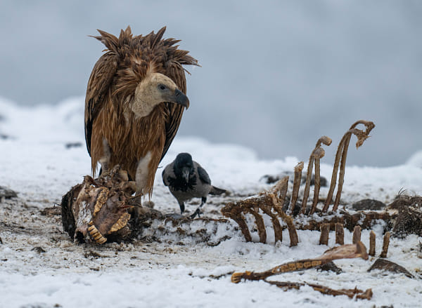 Vulture and Crow Scavenging on Carcass in Snowy Landscape | nature ...