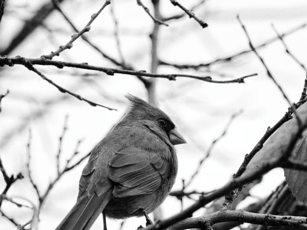 Curious Cardinal BW by Jean-Luc Girard | 500px