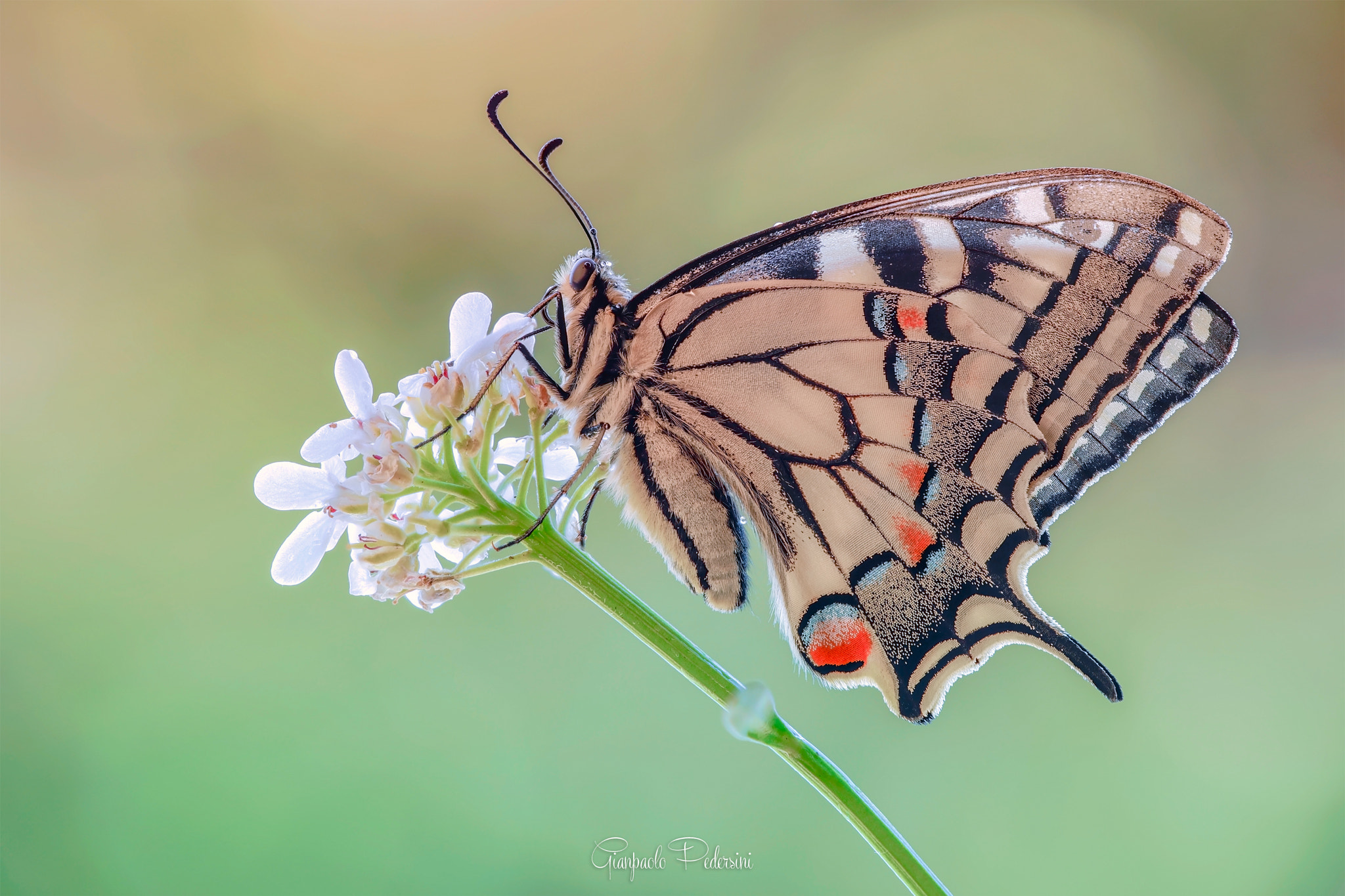 Butterfly Perched on Delicate White Flower | nature photo by Gianpaolo ...