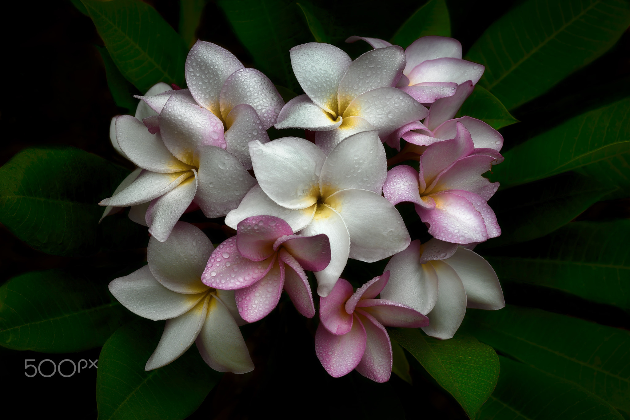 Delicate Pink and White Plumeria Flowers with Raindrops | nature photo ...