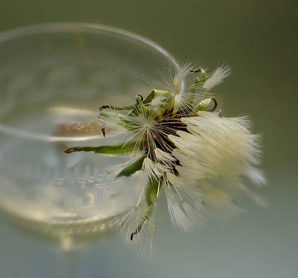 Dandelion Seeds Floating in a Clear Liquid | still life photo by ...