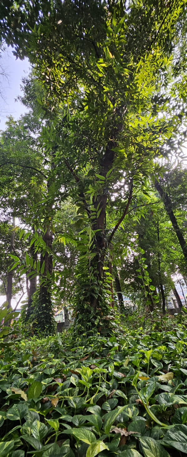 Low angle view of trees in forest by Budi Kurniawan | 500px