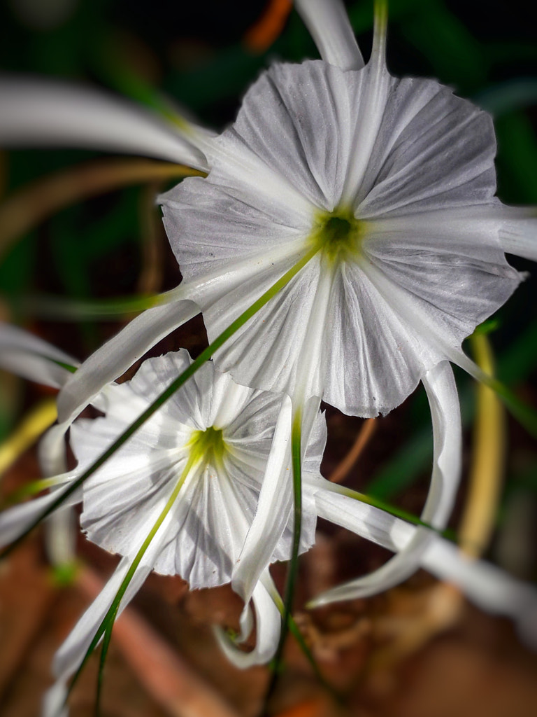 Close Up of White Spider Lily Flowers | nature photo by Lisani Abdullah ...
