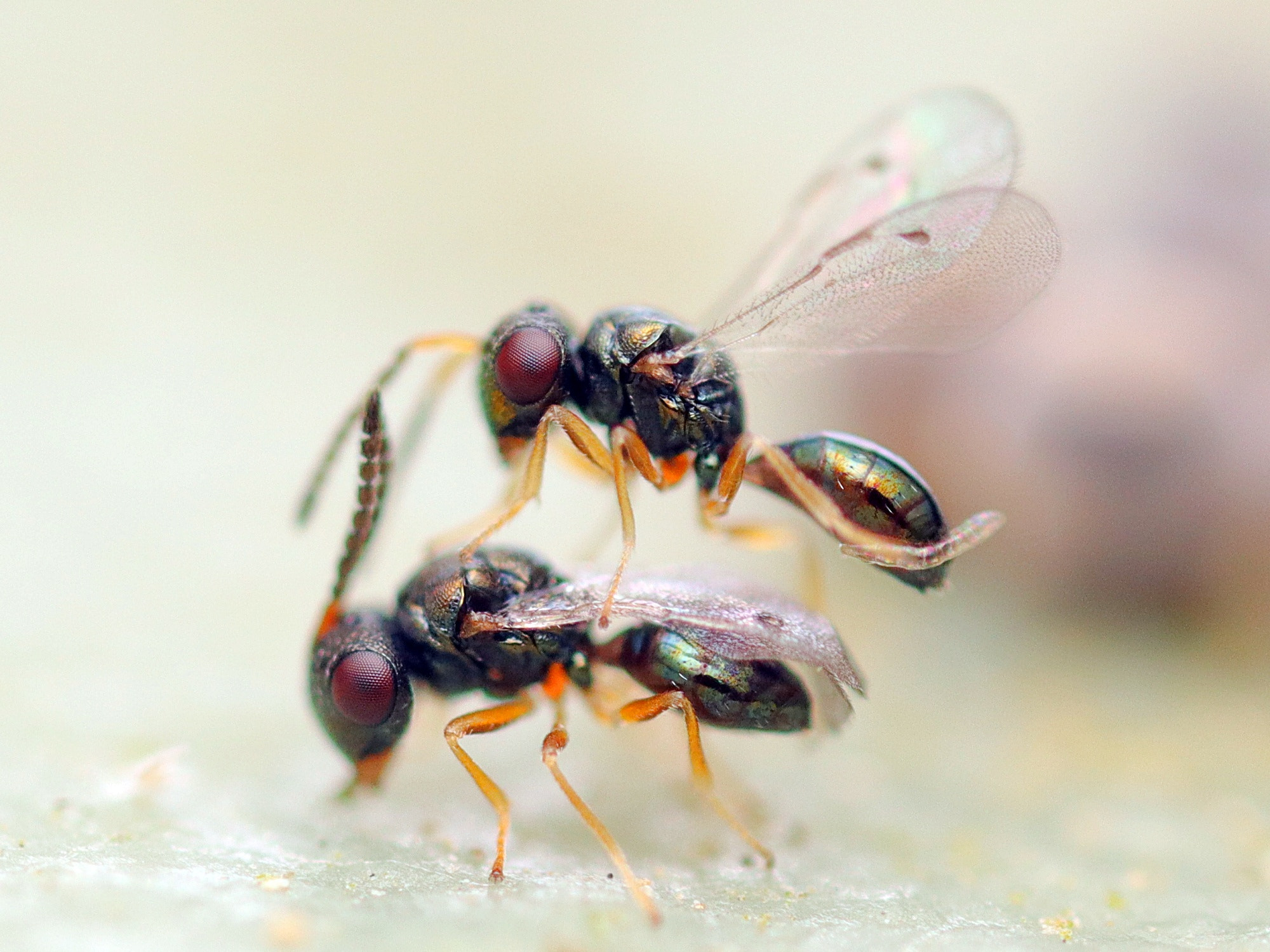 Two Tiny Insects Mating on a Surface | nature photo by Tom Musson | 500px