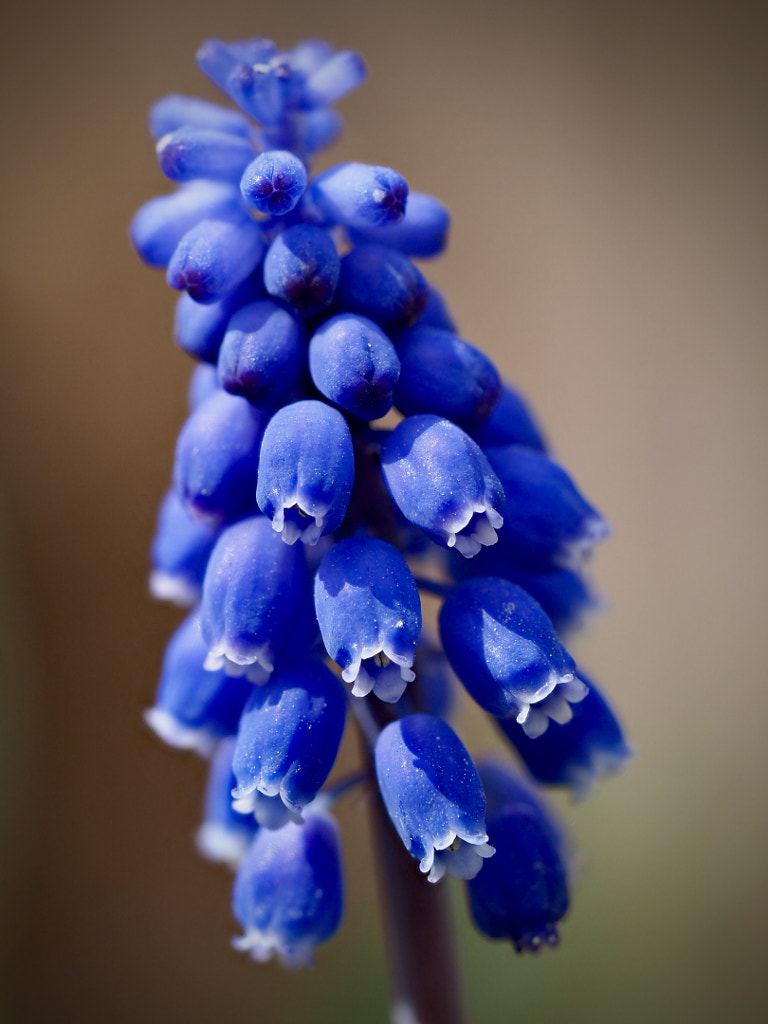Spring blues … by Bill Cowles | 500px