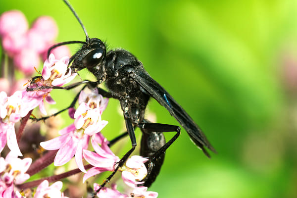 Great Black Wasp (Sphex pensylvanicus) by Robert Kramer | 500px