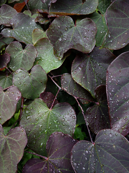 Full frame view of wet tree leaves by Rose Ungvari | 500px