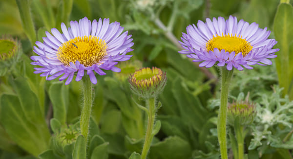 Sea Daisy- by Steve R | 500px