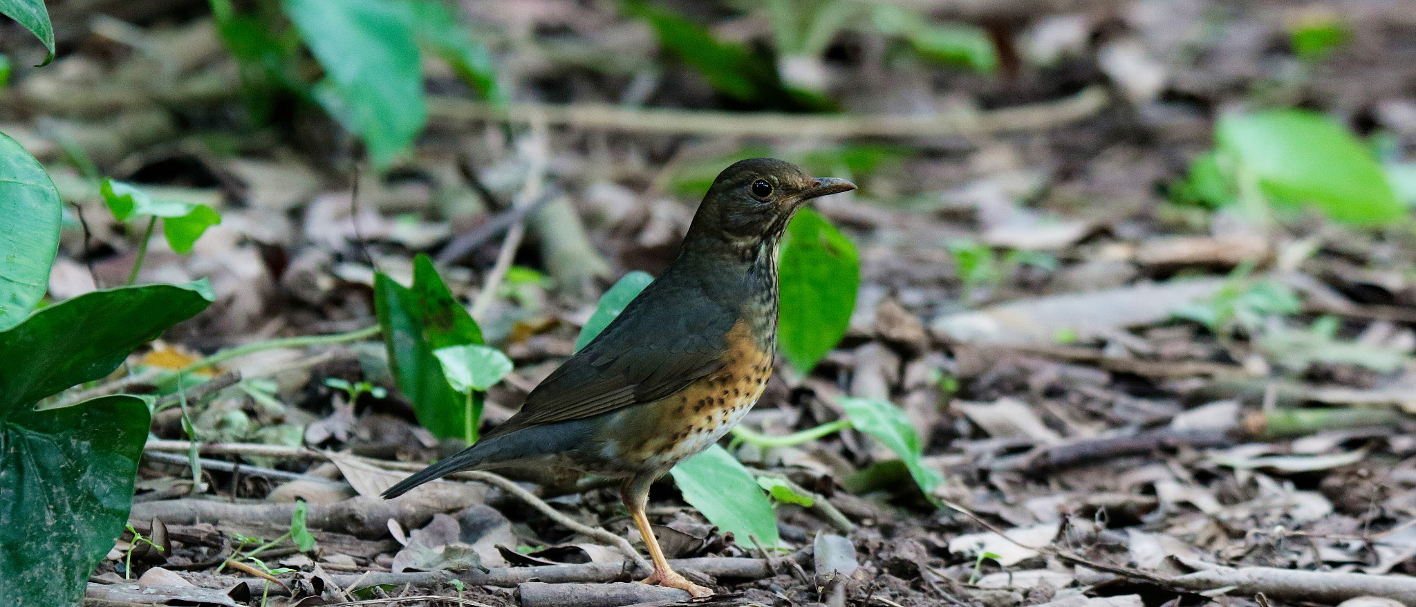 Black-breasted thrush ( female) by Khoi Tran Duc | 500px