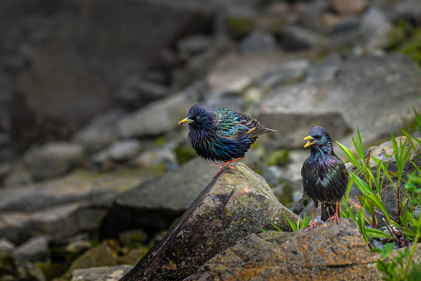 Close-up two Starlings by Greg Jackson | 500px