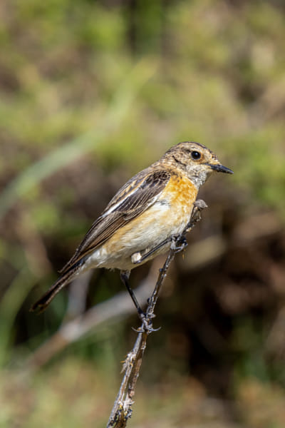 Siberian stonechat female by Mert Şahin | 500px