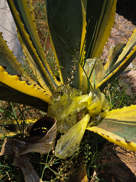 SINGULAR APPENDICES by Jorge Dorantes Gonzalez | 500px