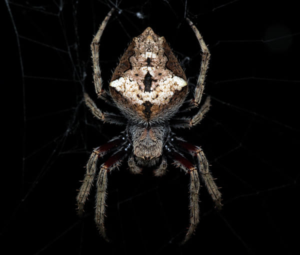 Orb Weaver by Tom Musson | 500px