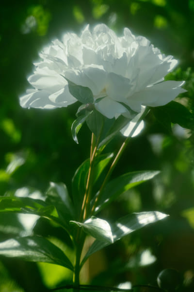 Peony by Hansjürgen Zobel | 500px