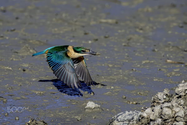 New Zealand native Kingfisher by stanley sutton | 500px