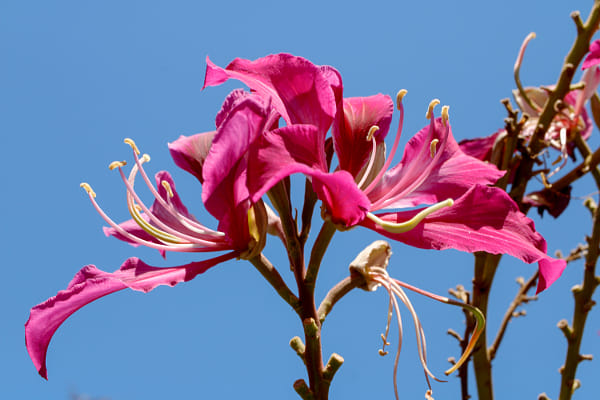 SOPHYSTICATED by Jorge Dorantes Gonzalez | 500px