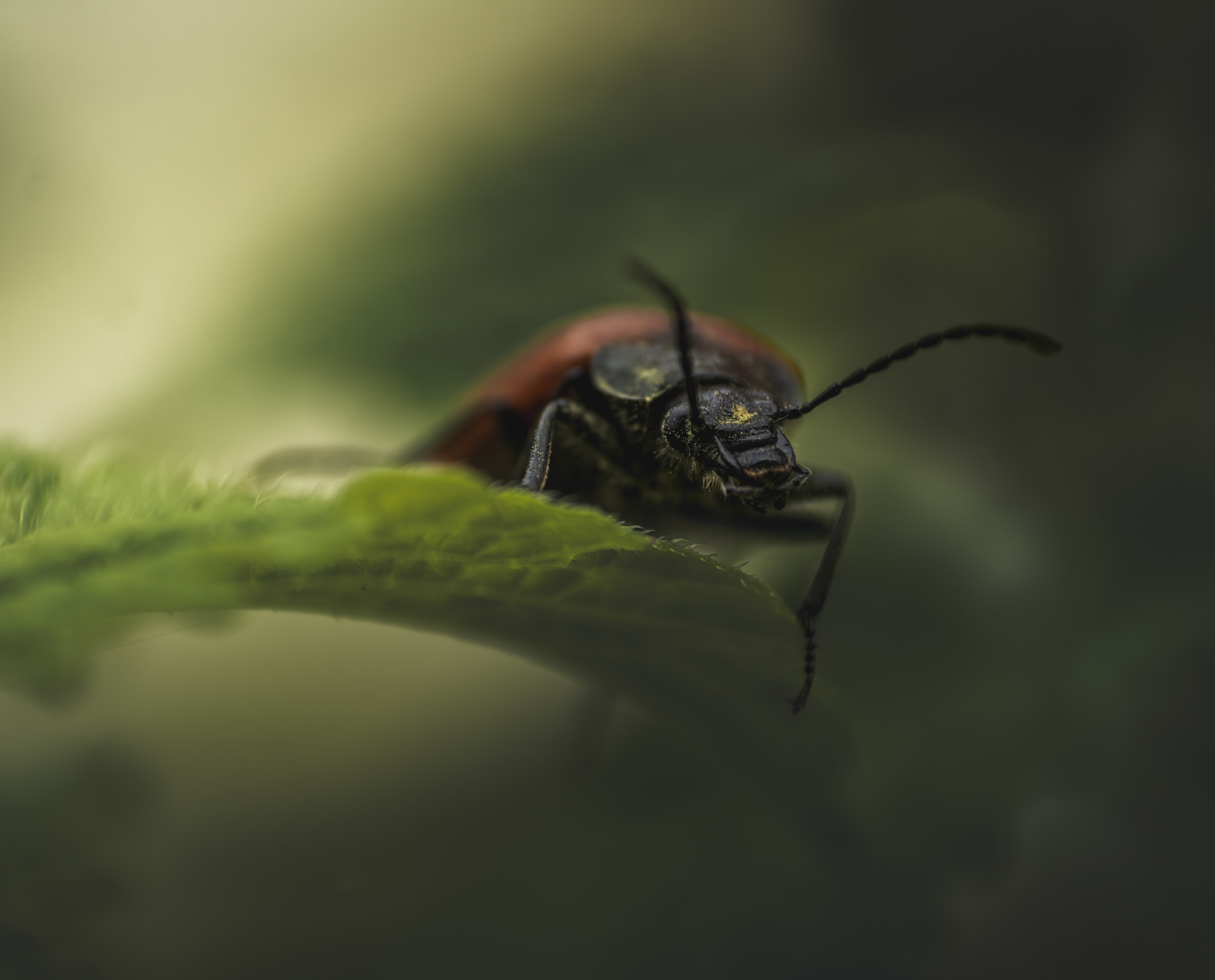 Pollen mess by abephotography | 500px